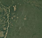 Satellite Forest Monitoring & Global Tree Mapping